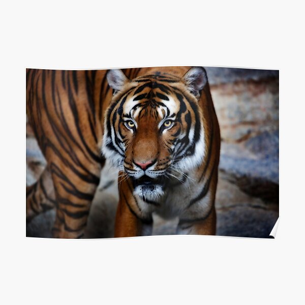 "siberian tiger, tiger head" Poster for Sale by hottehue | Redbubble