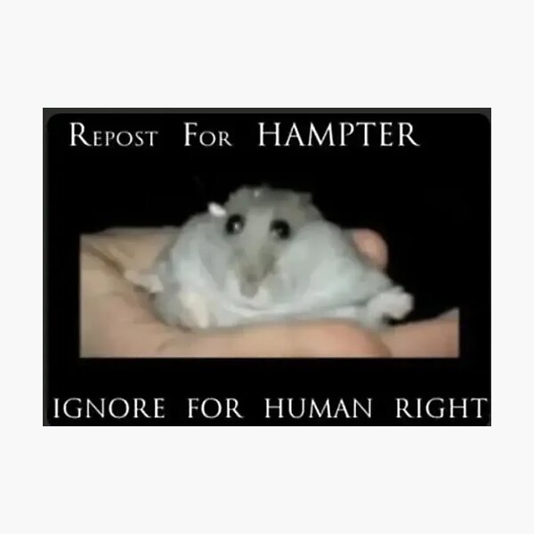 "Hampter Meme" Photographic Print for Sale by Thomasbarlow | Redbubble