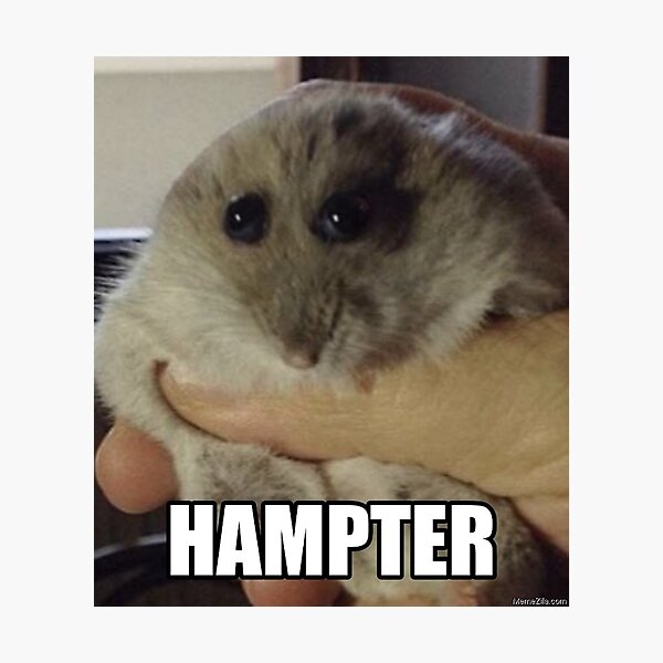 "Hampter Meme" Photographic Print for Sale by Thomasbarlow | Redbubble