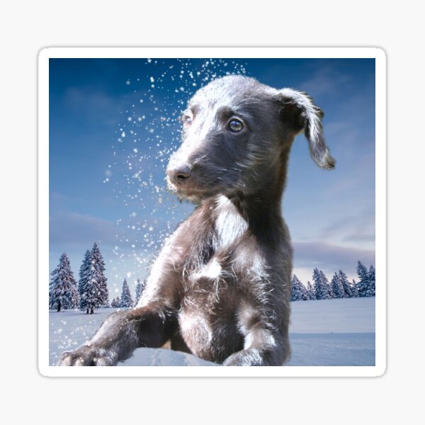 "Exmoor Lurcher Snow Pup" Sticker for Sale by Exmoor-Lurcher | Redbubble