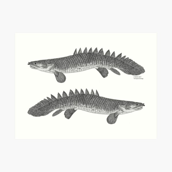 "A bichir" Art Print for Sale by TetZoo | Redbubble