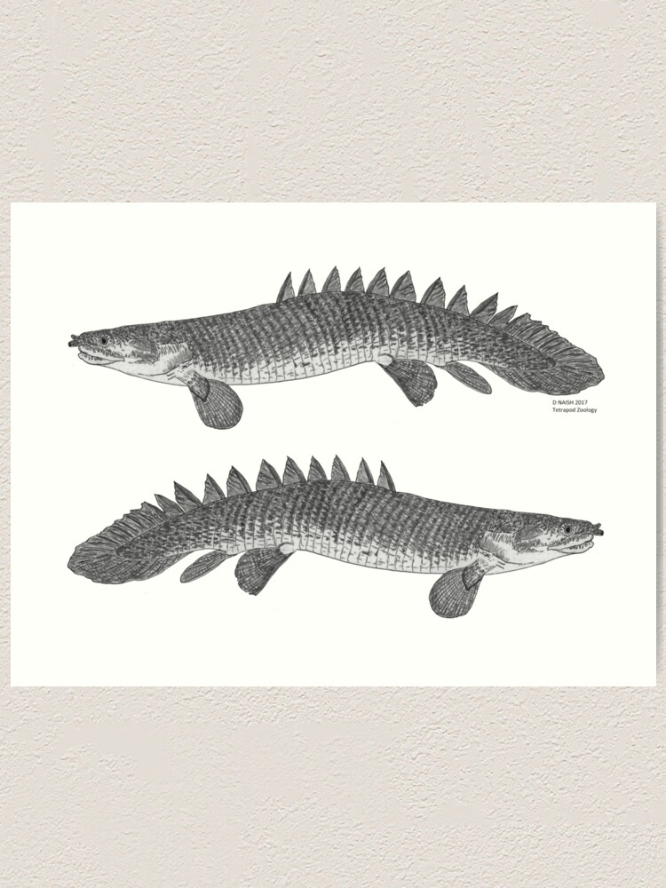 "A bichir" Art Print for Sale by TetZoo | Redbubble