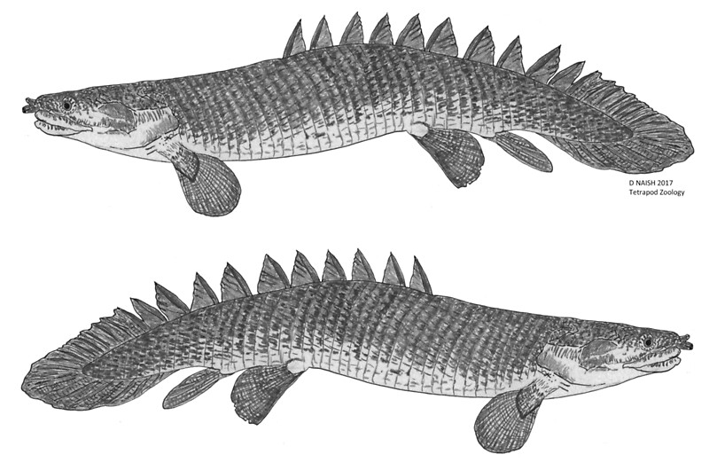 "A bichir" by TetZoo | Redbubble