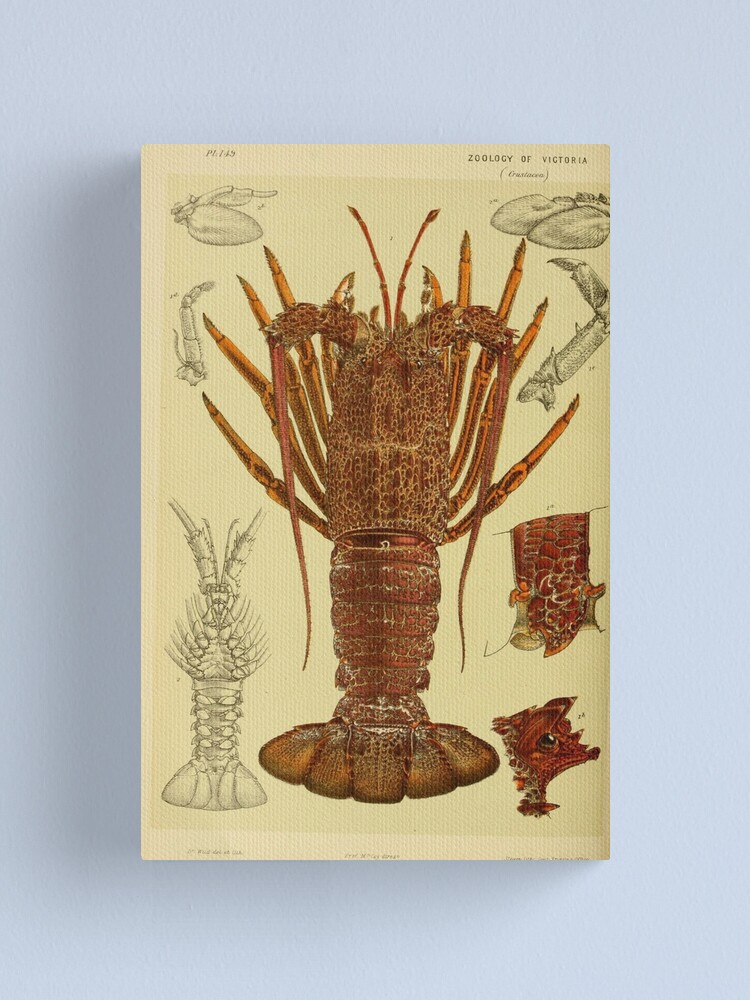 Impression sur toile « Diagramme d'anatomie de homard vintage (1890 ...