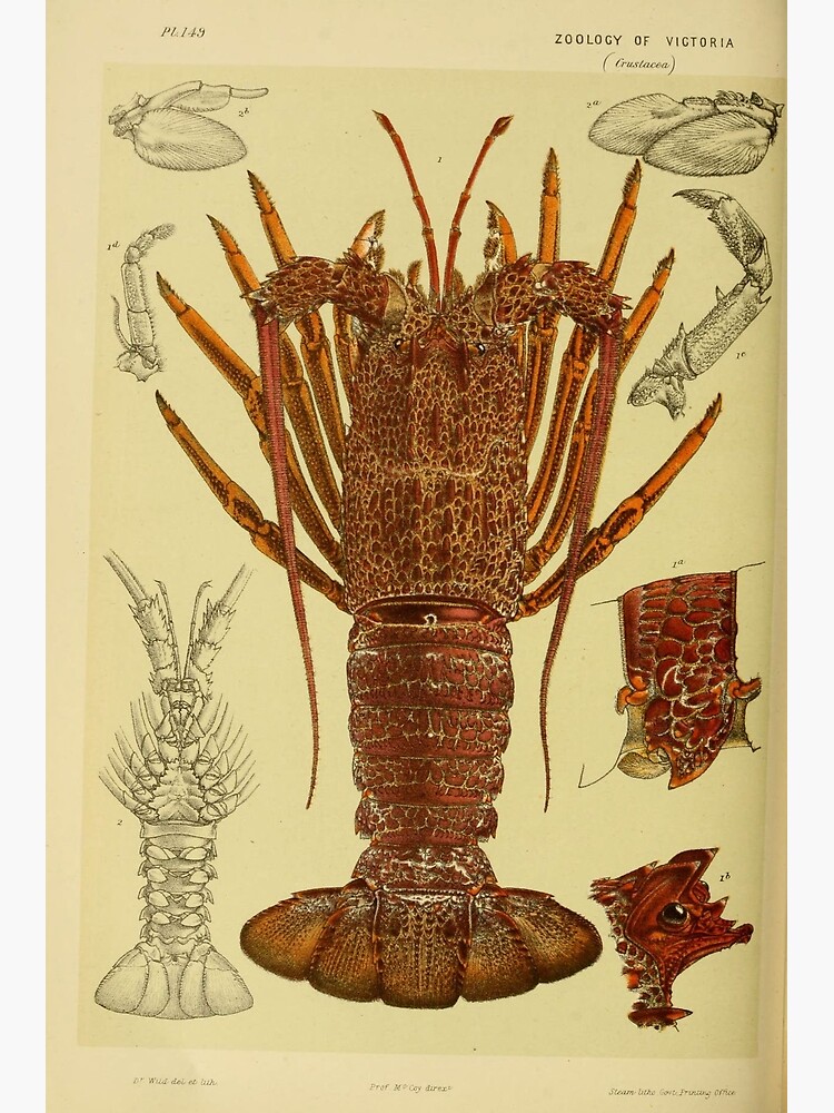 Impression sur toile « Diagramme d'anatomie de homard vintage (1890 ...