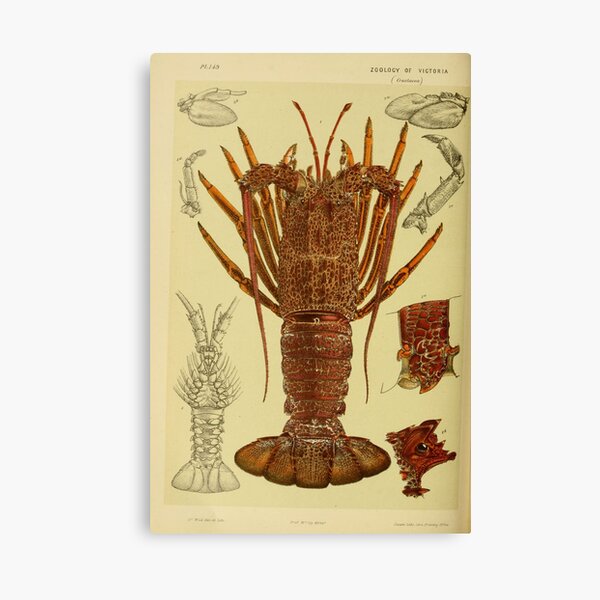 Impression sur toile « Diagramme d'anatomie de homard vintage (1890 ...