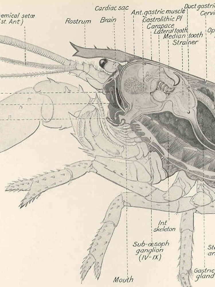 "Vintage Lobster Anatomy Diagram (1911)" iPhone Case for Sale by ...
