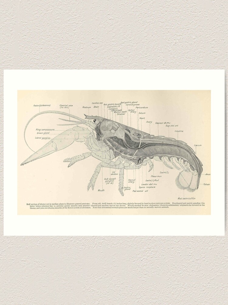 "Vintage Lobster Anatomy Diagram (1911)" Art Print by BravuraMedia ...