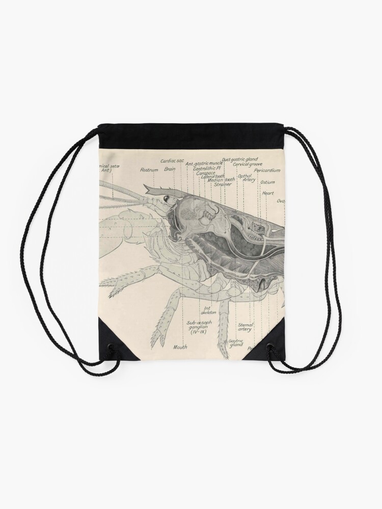 "Vintage Lobster Anatomy Diagram (1911)" Drawstring Bag by BravuraMedia ...