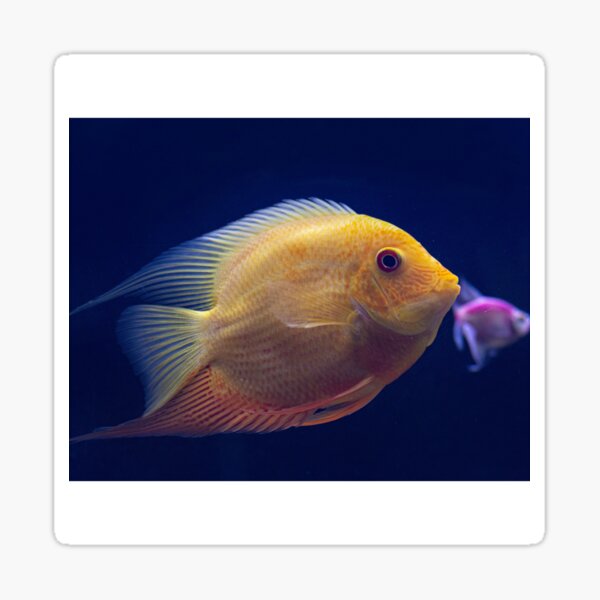 "fishes underwater yellow fish blue fish" Sticker for Sale by VETRAATO ...