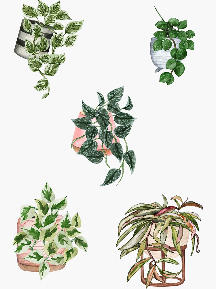 "Hanging Pathos Plant" Sticker for Sale by RoSeLaNCe | Redbubble