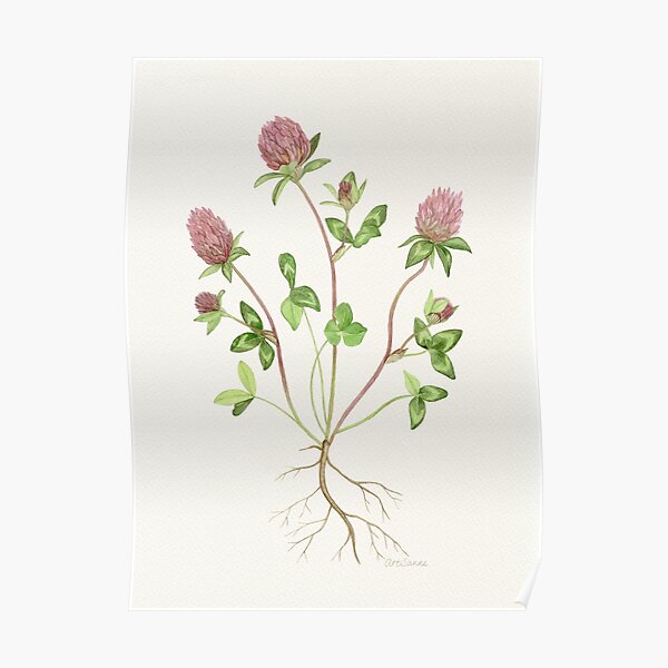 "Clover botanical illustration" Poster for Sale by StudioArtisanne ...