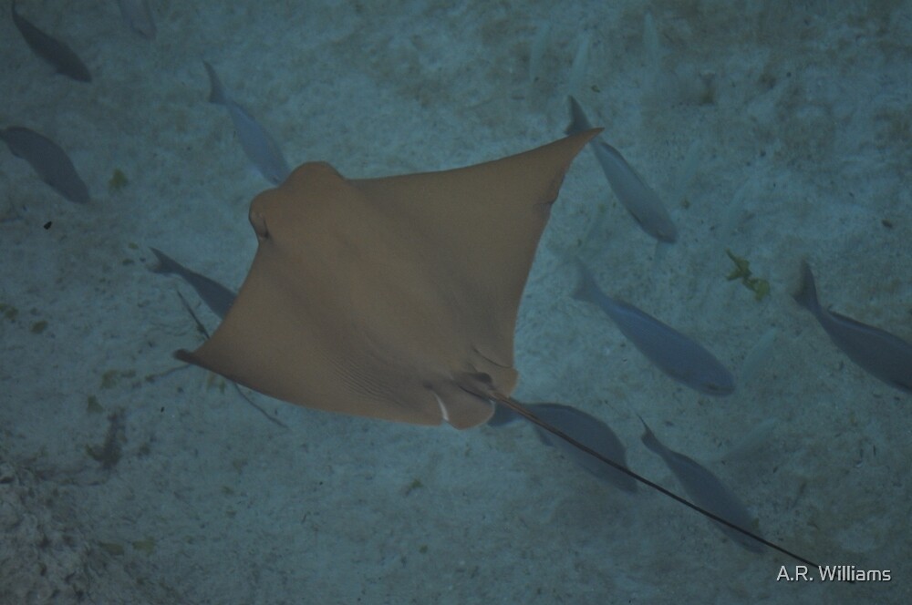 "cow nose ray" by A.R. Williams | Redbubble