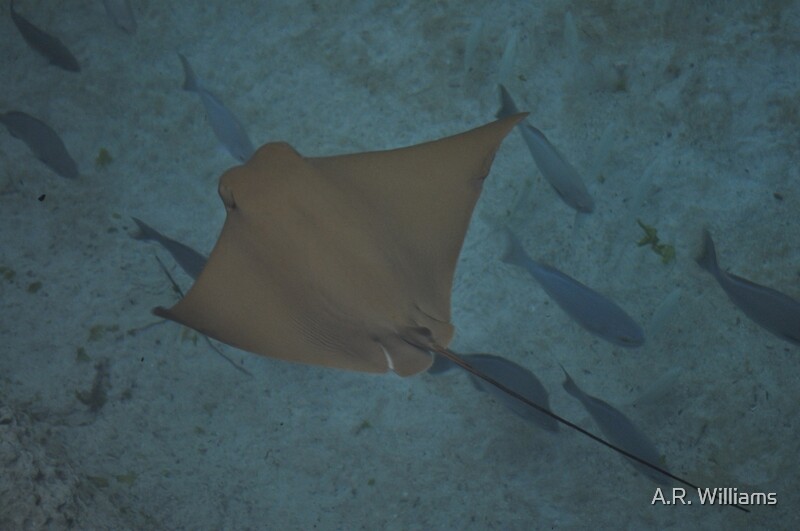 "cow nose ray" by A.R. Williams | Redbubble