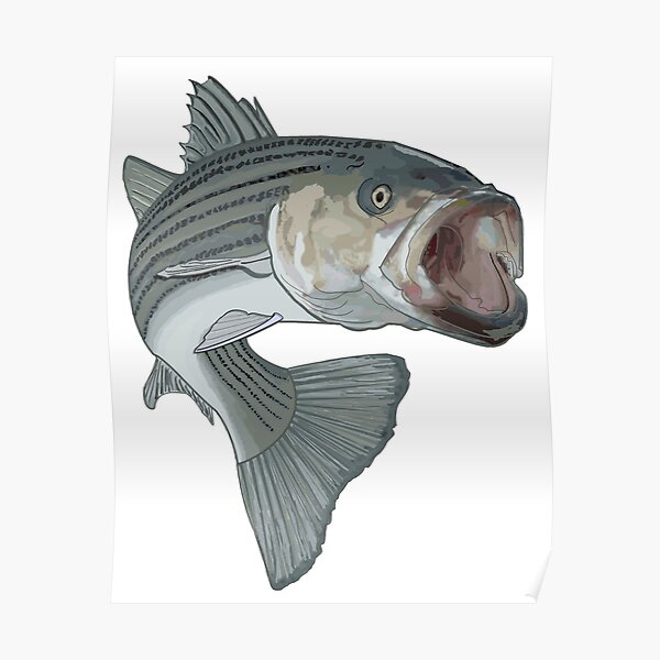 "striped bass fishing" Poster for Sale by hookink | Redbubble