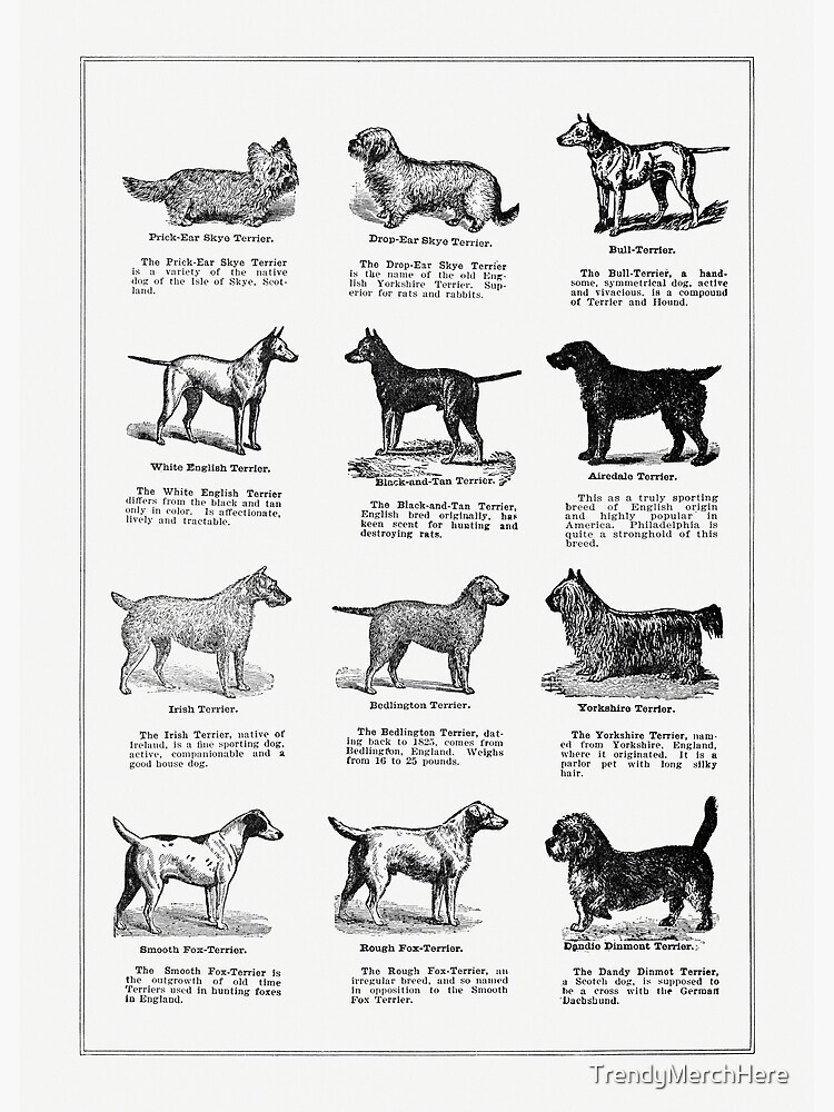 "Retro different dog breeds" Poster for Sale by TrendyMerchHere | Redbubble