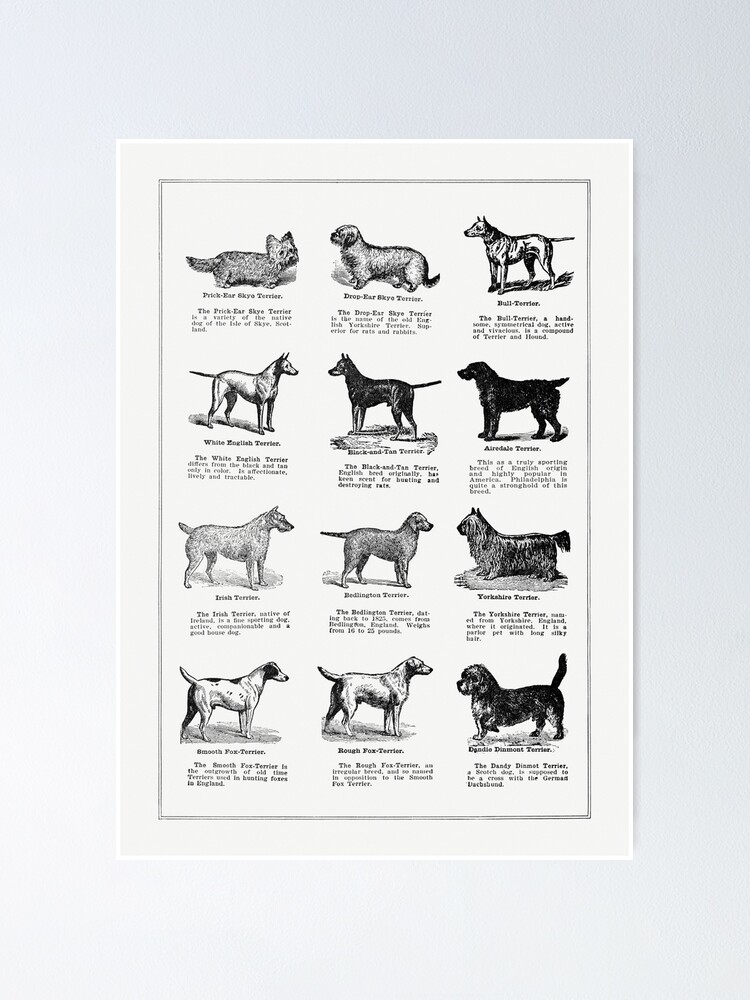 "Retro different dog breeds" Poster for Sale by TrendyMerchHere | Redbubble