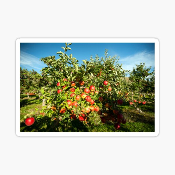 "Gala Apple Tree Orchard Okanagan Valley" Sticker for Sale by ...