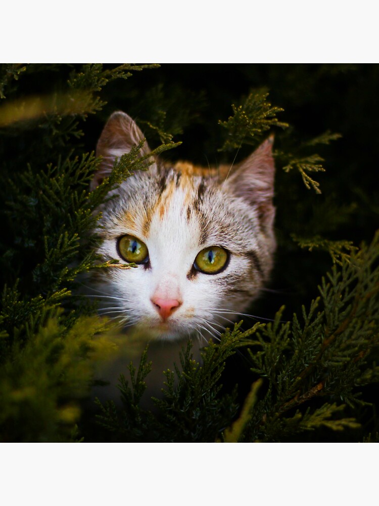 "Cat in Juniper Branches" Sticker for Sale by SquishStitches | Redbubble
