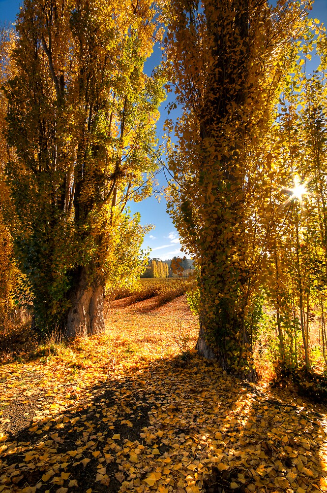 "Golden Poplars" by Robert Mullner | Redbubble