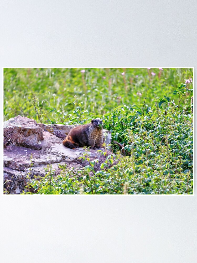 "Marmot mother" Poster for Sale by zumi | Redbubble