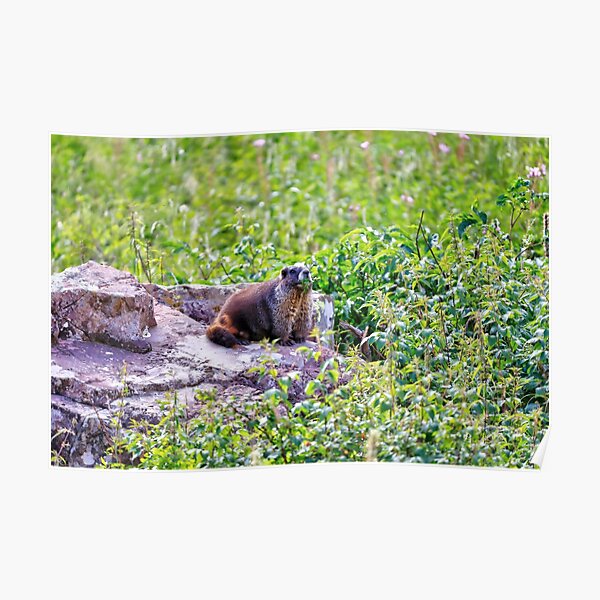 "Marmot mother" Poster for Sale by zumi | Redbubble