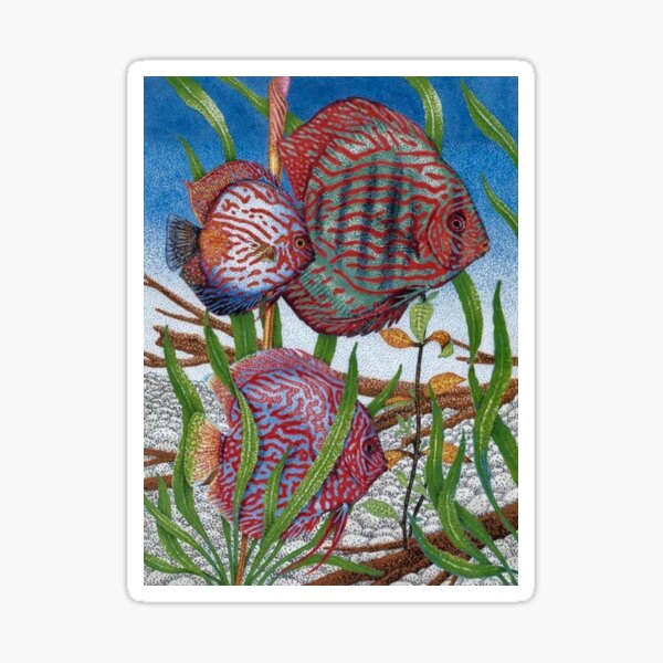 "Discus Fish" Sticker by Tommy-J | Redbubble