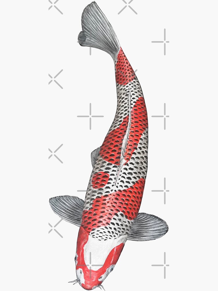 "Koi Fish Kuhaku" Sticker for Sale by Koiartsandus | Redbubble