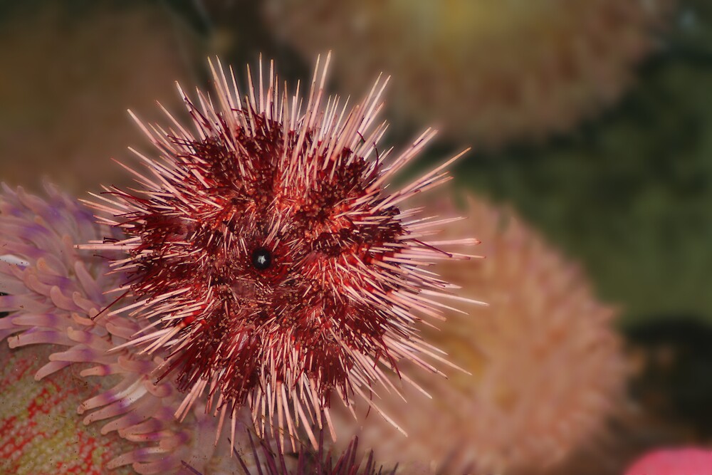 "Weird Spiky Fish Thing" by Sarah Larrew | Redbubble