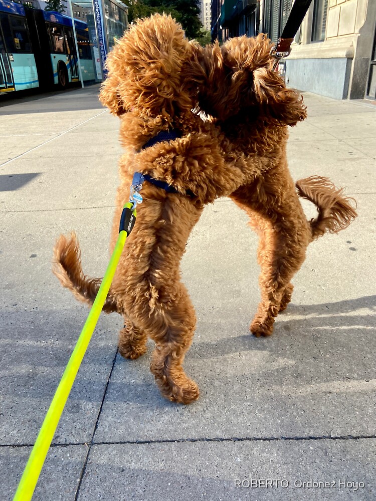"Cavapoo dance " Sticker for Sale by BOBBYBABE | Redbubble