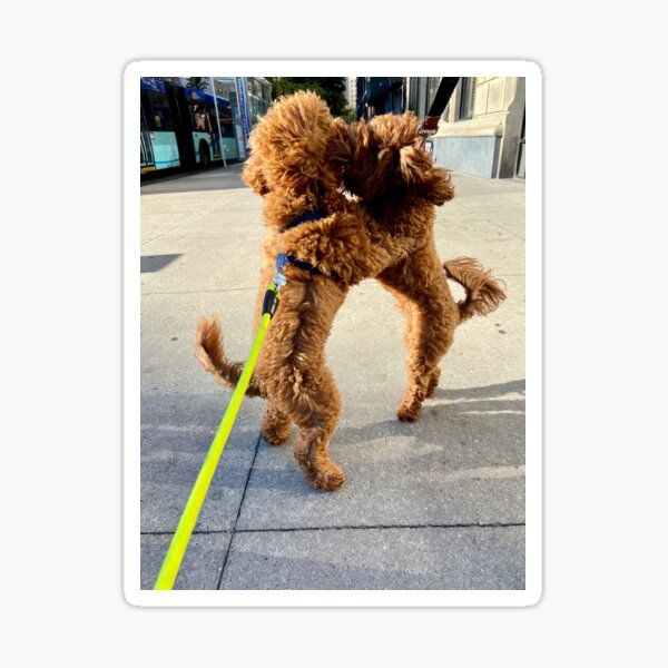 "Cavapoo dance " Sticker for Sale by BOBBYBABE | Redbubble