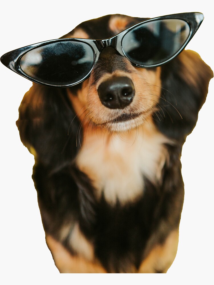 "Dogg glasses, Funny puppy, Cute Dogg" Sticker for Sale by eliassT ...