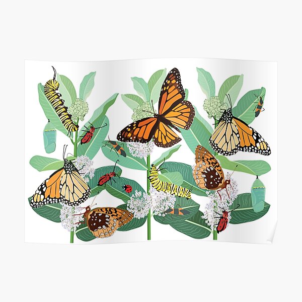 Monarch Butterflies Milkweed Insects Chrysalis Poster For Sale By