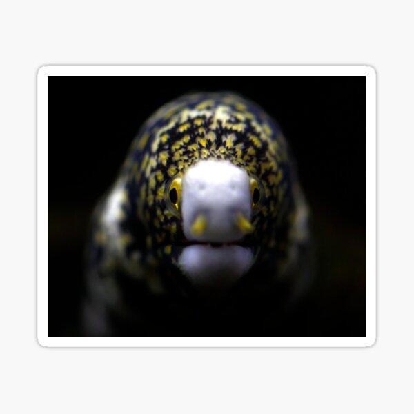 "snowflake moray eel " Sticker by 0nyx | Redbubble