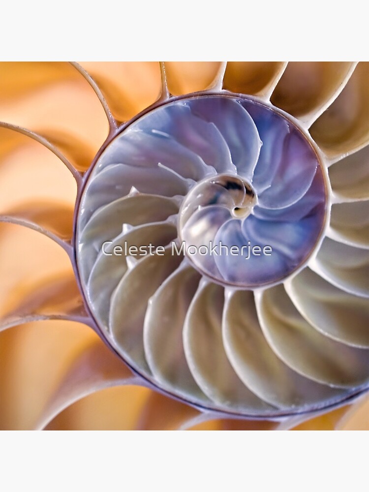 "Chambered nautilus (square version)" Poster for Sale by Celeste ...