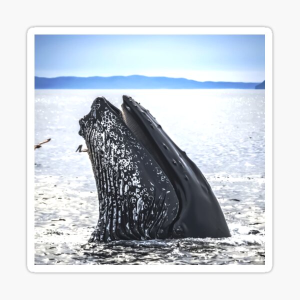 Hump Back Whale Sticker For Sale By Weekendfun22 Redbubble