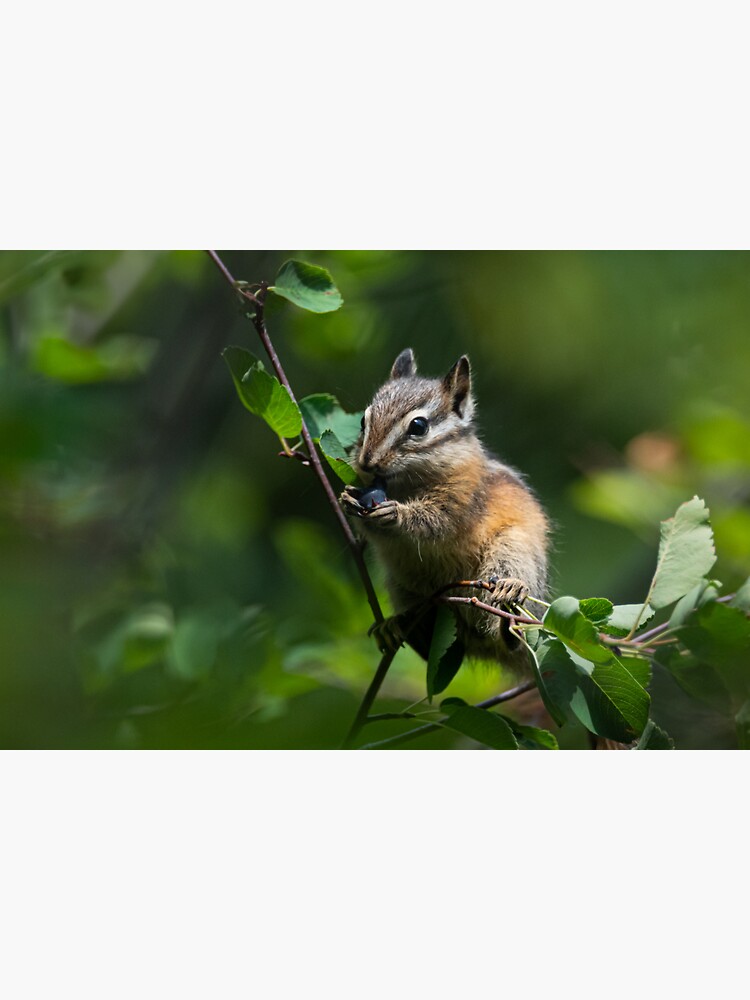 "Chipmunk" Sticker for Sale by kevinsudphoto | Redbubble