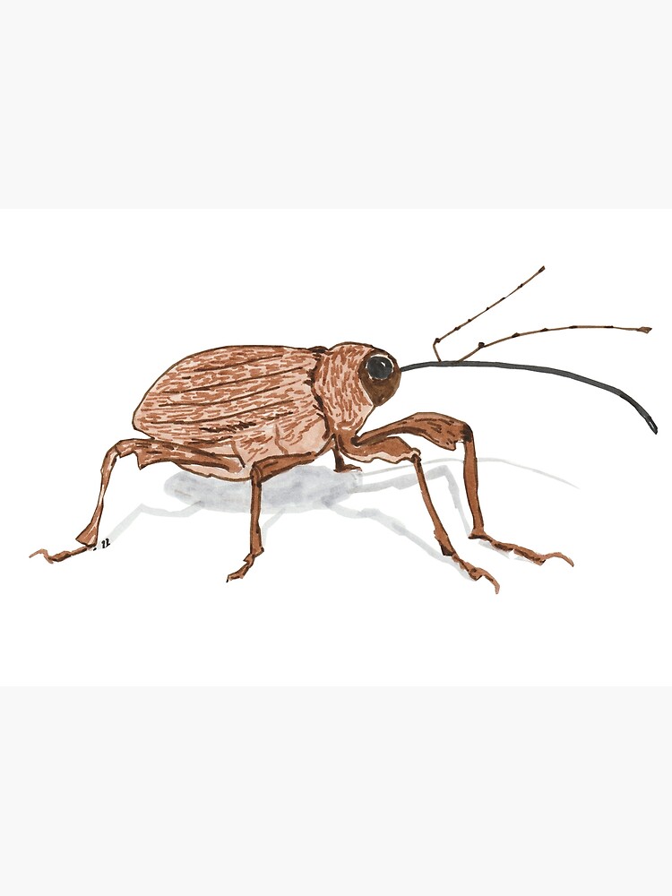 Acorn Weevil Illustration