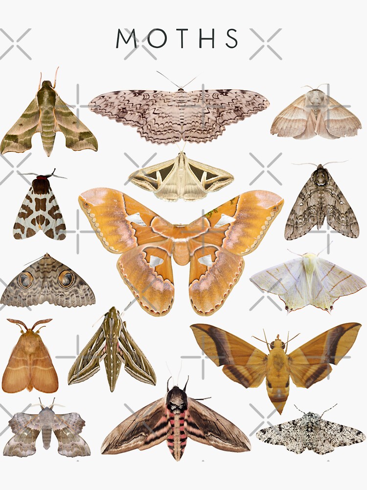 "Vintage Moth Goblincore Aesthetic Dark Academia Cottagecore design ...