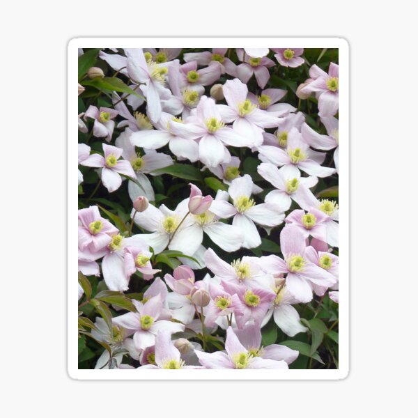 "Clematis Flowers" Sticker for Sale by EternalRainbow | Redbubble