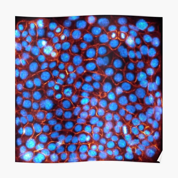 "Red, White, and Blue Neon Cell Art " Poster for Sale by ArtByScience ...