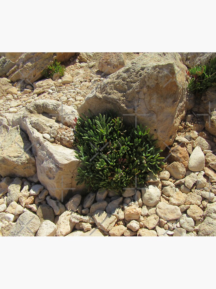 "Greek Islands Mediterranean Landscape Greenery" Sticker for Sale by ...