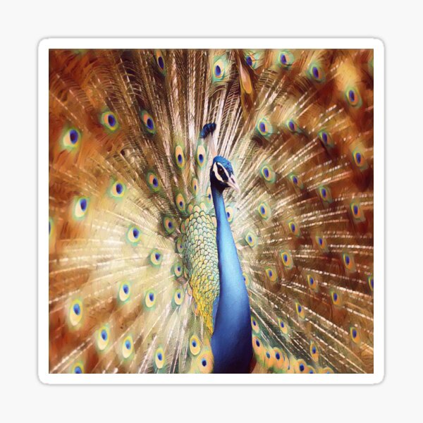 "PEACOCK PAINTING" Sticker for Sale by KatisDesign | Redbubble