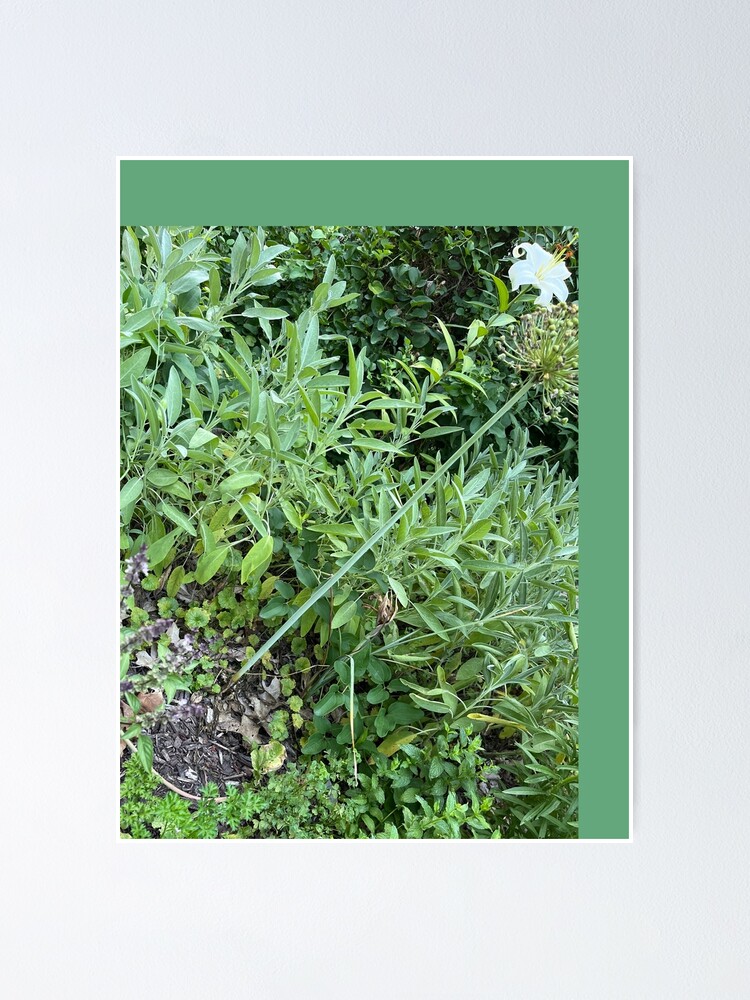 "Summer Purity Spice Garden" Poster for Sale by TherapeuticNest | Redbubble