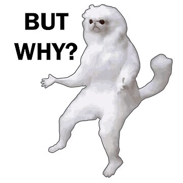 But Why Meme Cat Silly Cat TV Series Wiki | Fandom