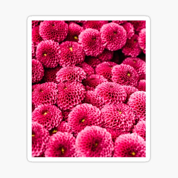"pink flowers " Sticker for Sale by extrasouly | Redbubble