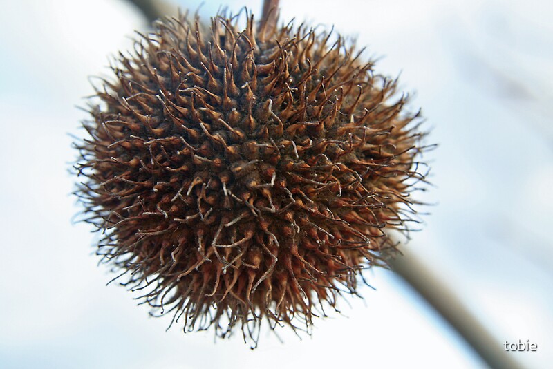 "Prickly Balls" by tobie | Redbubble