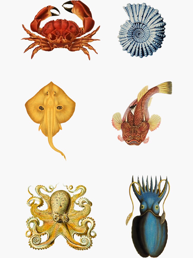 "Shellfish artwork" Sticker for Sale by maniana147 | Redbubble