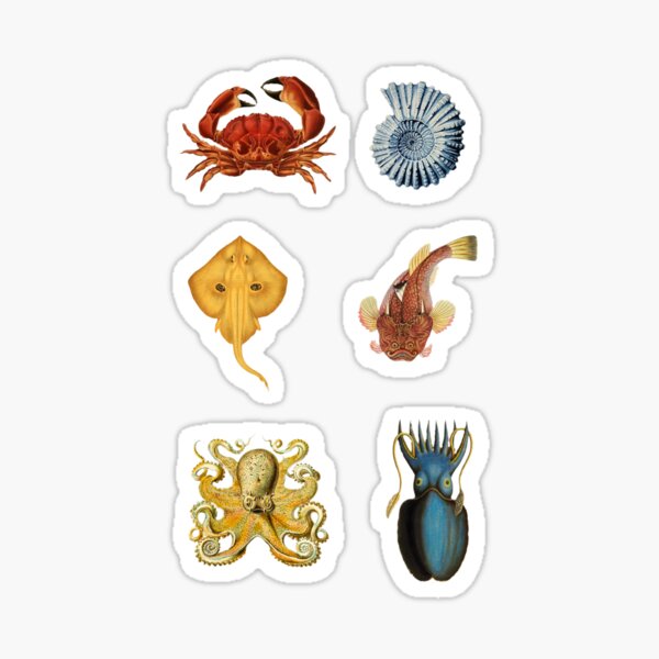 "Shellfish artwork" Sticker for Sale by maniana147 | Redbubble