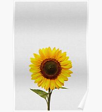 Sunflower Posters | Redbubble